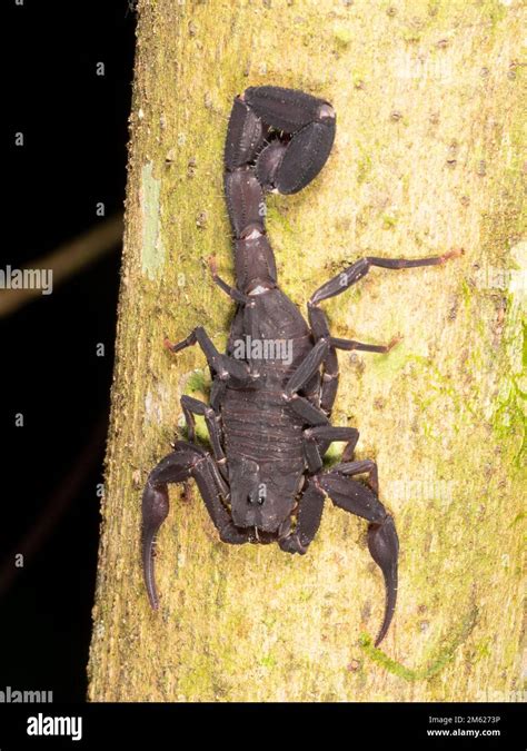 Thick Tailed Scorpion Tityus Sp On A Tree Trunk In The Rainforest Orellana Province Ecuador
