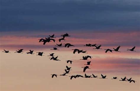 Giant Cranes Return To Ireland After 300 Years Fantastic Wildlife