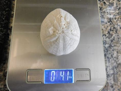 Fossil Sea Urchin Calcified Fossils And Artifacts For Sale Paleo