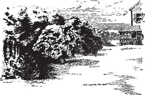 Weeping Tree Vintage Illustration 35073299 Vector Art At Vecteezy