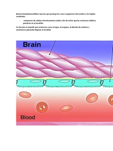 Trabajo Barrera Hematoencefalica Pdf