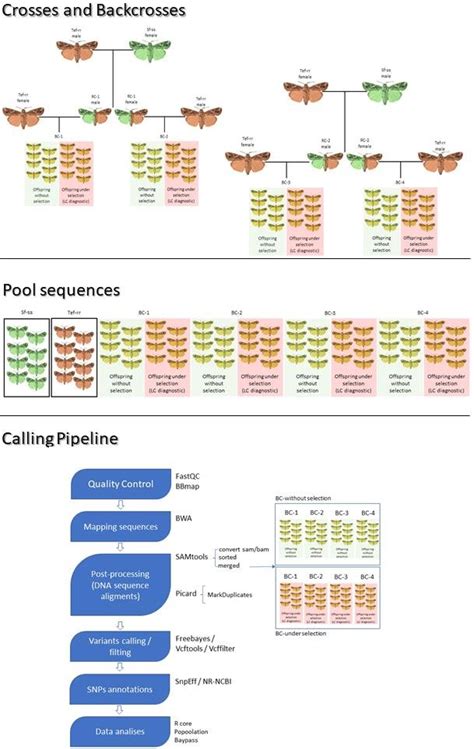 Experimental Design Pool Sequences And Snp Calling Pileline