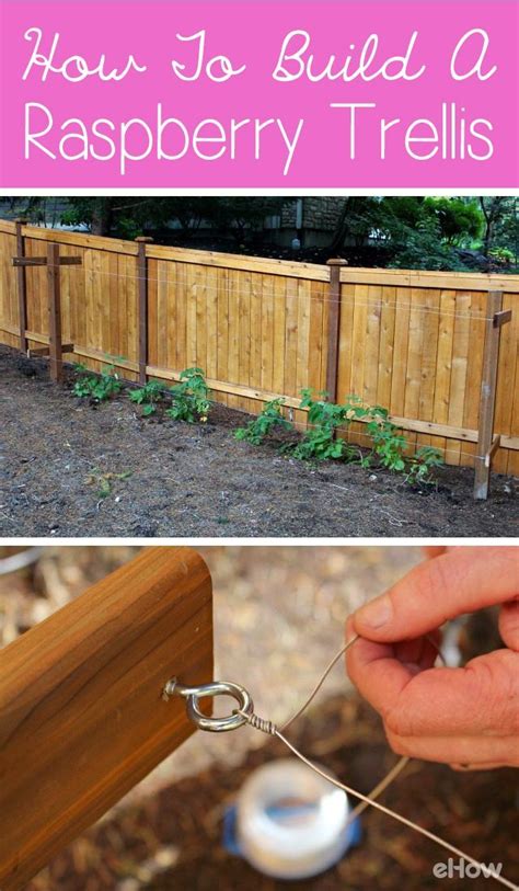 22 Best Raspberry Trellis Images On Pinterest Vegetable Garden Fruit Garden And Garden Trellis