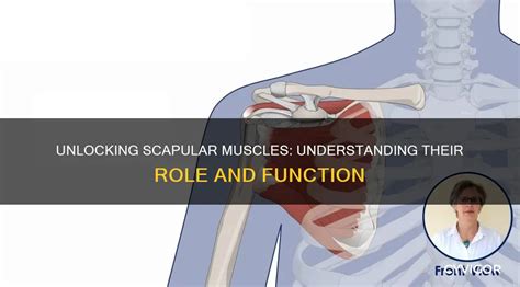 Unlocking Scapular Muscles Understanding Their Role And Function Cyvigor