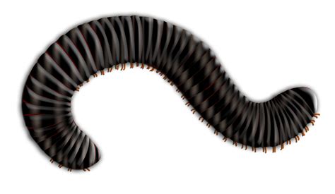 Myriapods Inhs Environmental Education