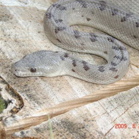 Genus Chilabothrus West Indian Boas