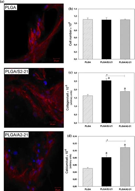 Phalloidindapi Staining A Of Mg 63 Cells Cultured In 3d Plga