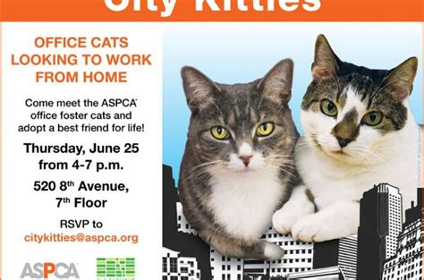 10 Cat Adoption Promotion Samples Cat Adoption Adoption Cats