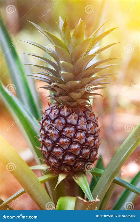 Pineapple On The Field Stock Image Image Of Nature 118258137