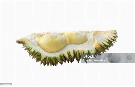 껍질과 가시가 있는 신선한 잘 익은 두리안 껍질 태국 과일의 왕 흰색 배경에 고립 된 열대 및 계절의 유명한 과일 가시에 대한