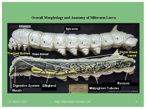 Anatomy Of Silkworm Bombyx Mori L Dr Mahesha