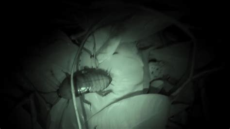 Big Bad Bugs Naked And Afraid Youtube