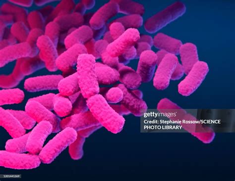 Enterobacteriaceae Bacteria Illustration High Res Vector Graphic