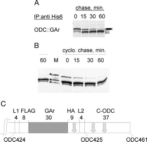 Carboxyl Terminal Truncation And Molecular Mass Of Processed Proteins