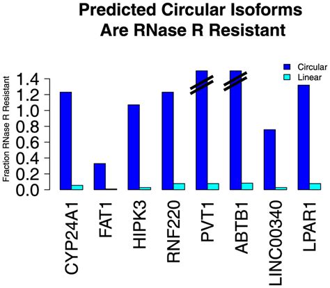 Predicted Circular Isoforms Are Resistant To Rnase R Hela Rna Was
