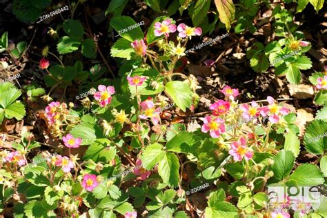 Fragaria X Ananassa Red Ruby Rotblühende Erdbeere Red Flowering