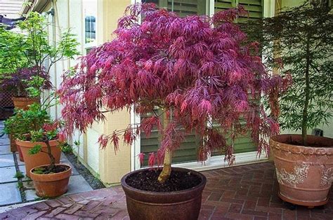 Growing Japanese Maples In Pots —