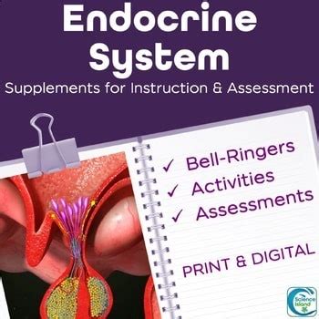 Endocrine System Activities Bell Ringers And Assessments For A P Science Island