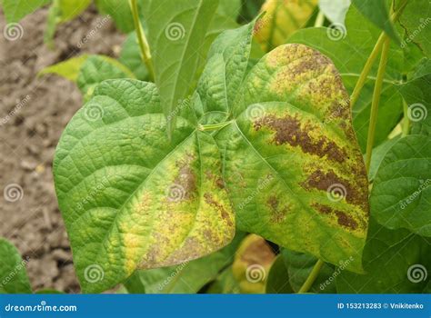 Fungi Uromyces Stock Photos Free Royalty Free Stock Photos From Dreamstime