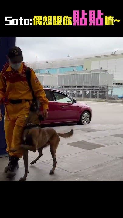 搜救犬 Sato 下飛機找領犬員快摸摸人家嘛~ Shorts 搜救隊回國 台灣搜救隊 土耳其 Youtube