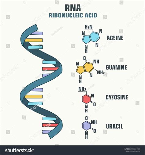 Best 12 Dna Vs Rna Introduction And Differences Between Dna And Rna Artofit