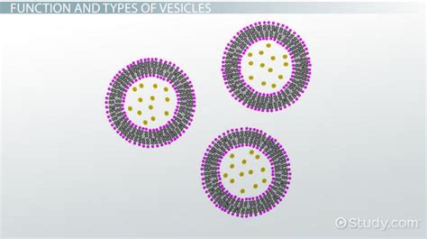 Vesicle Definition Types Function Lesson Study