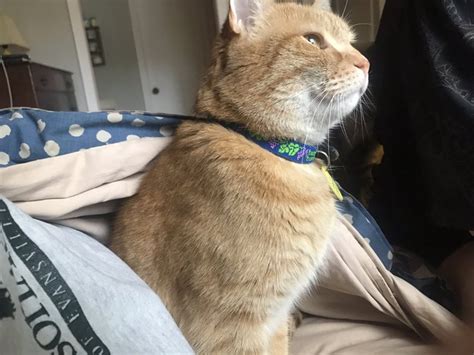 Kenny Cat Twitter Wiki Fandom