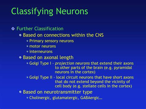 Ppt Neurons And Glia Powerpoint Presentation Free Download Id484140