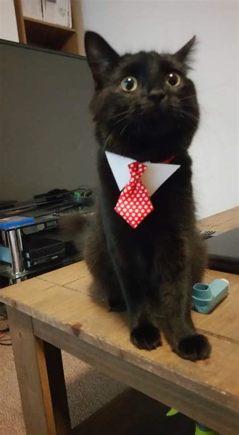 207 Best Dors Feline Images On Pholder Lifelinemains Felinebehavior