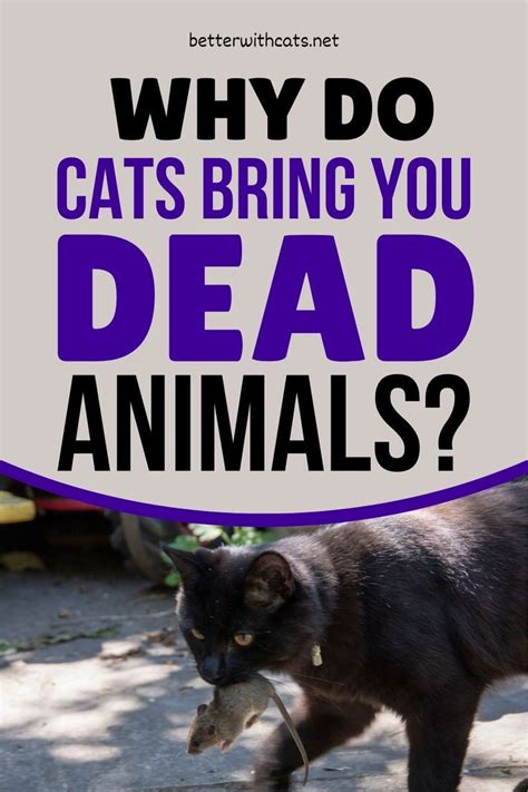 Do Cats Know When You Re Sleeping Answered Explained Artofit