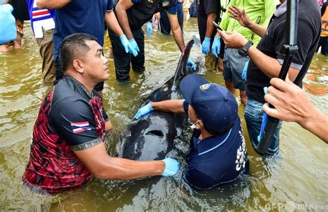 打ち上げられたクジラ救助 タイ南部 写真9枚 国際ニュース：afpbb News