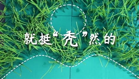 全国大学生广告艺术大赛 碧莲盛第16届大广赛获奖作品分享