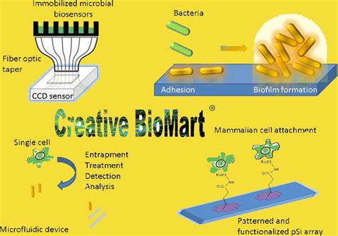 Pin On Creative Biomart Biofilm Molecular Clinical Research