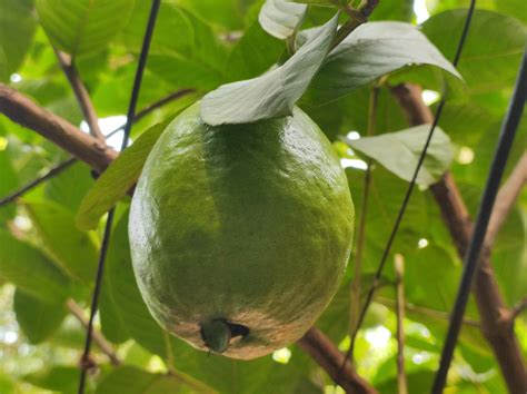 Fruit Guava Nature Free Photo On Pixabay Pixabay