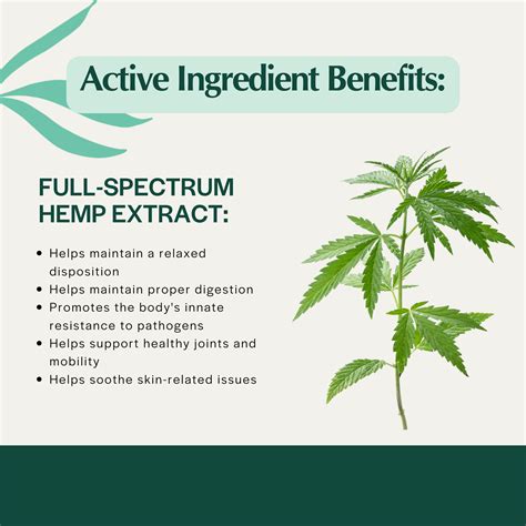 Pet Releaf Daily Releaf 500mg Hemp Oil For Large Dogs