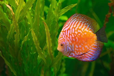 Discus Fish Care Guide Nutrition Diseases And Breeding Insights