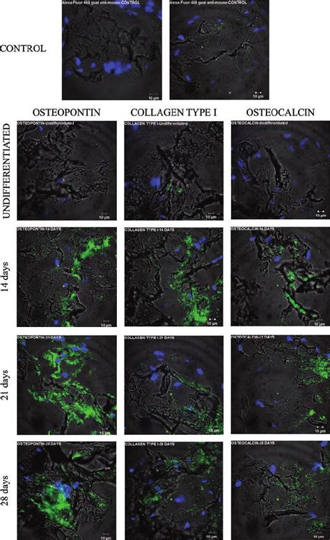 Protein Expression Of Hascs Seeded On Phb Hv Scaffolds During Download Scientific Diagram