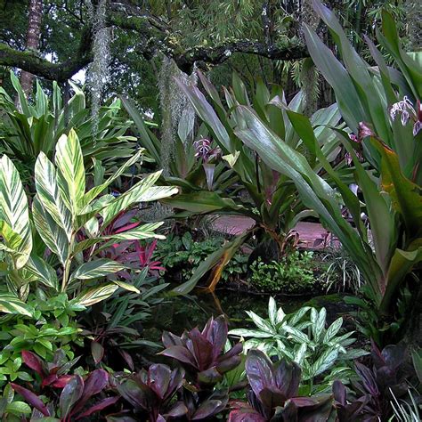 Tropical Indoor Tree
