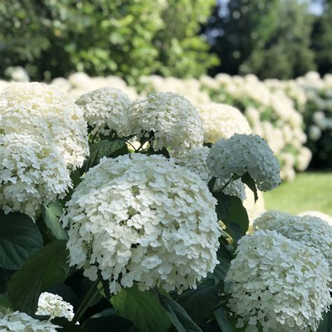 Hydrangea Care Planting Growing And Cultural Information