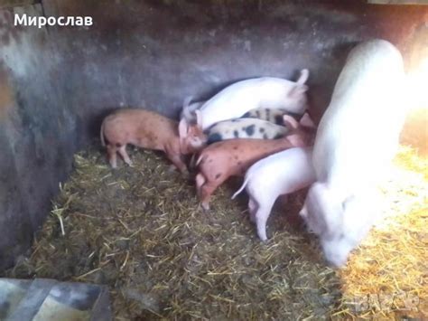 малки прасета в Прасета в с Смолница Id43960110 — Bazar Bg