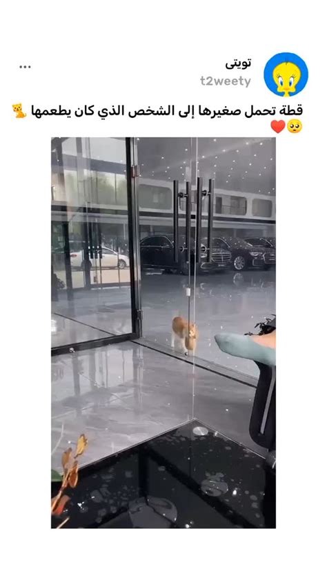 ‎تويتي‎ ‎تويتي‎ Instagram