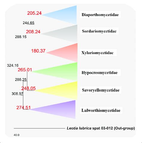 Maximum Clade Credibility Mcc Tree With Divergence Times Estimates