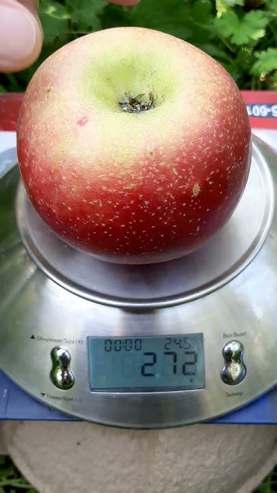 Вес крупного 🍎 яблока 🍏 яблоки фрукты Youtube