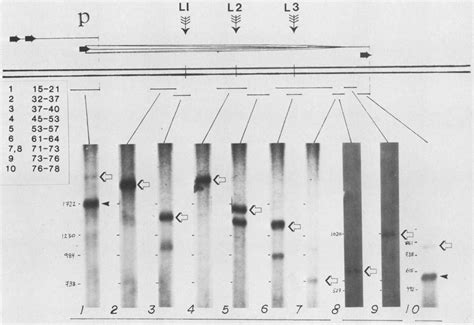 Nascent Rna From Early Infected Cells Analyzed By Si Nuclease Band