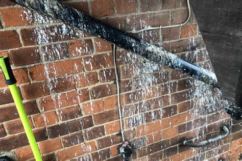 Bird Nest Removal Services London Hawkeye Bird Control