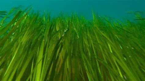 Important Orkney Seagrass Meadow Mapped For First Time Bbc News