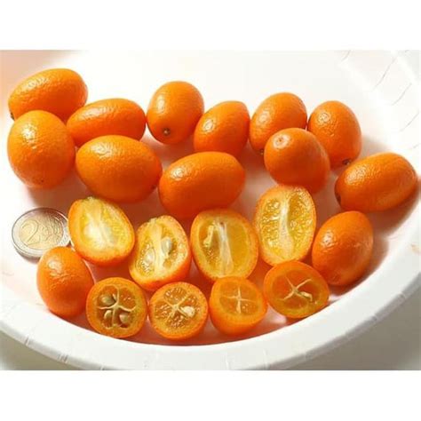 Jual Bibit Tanaman Buah Jeruk Nagami Kumquat Pohon Jeruk Nagami Berbuah