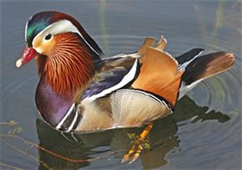 Ducks