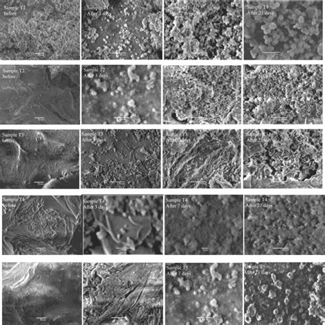 Sem Images Before And After Immersion In Sbf For 21 Days Download Scientific Diagram