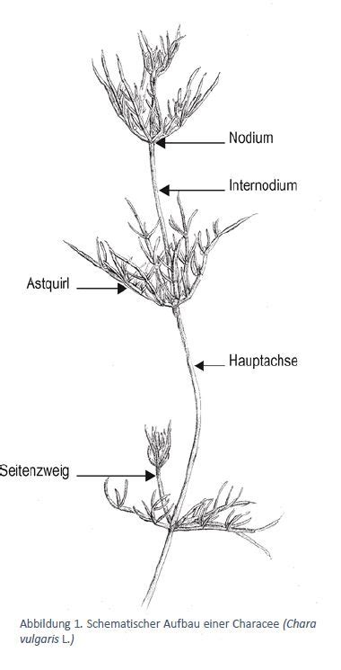 Armleuchteralgen